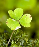 The shamrock plant is one of the best-known symbols of Ireland.